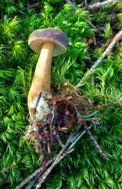 Pilz-Ticker-Bawue (Baden-Wuerttemberg)